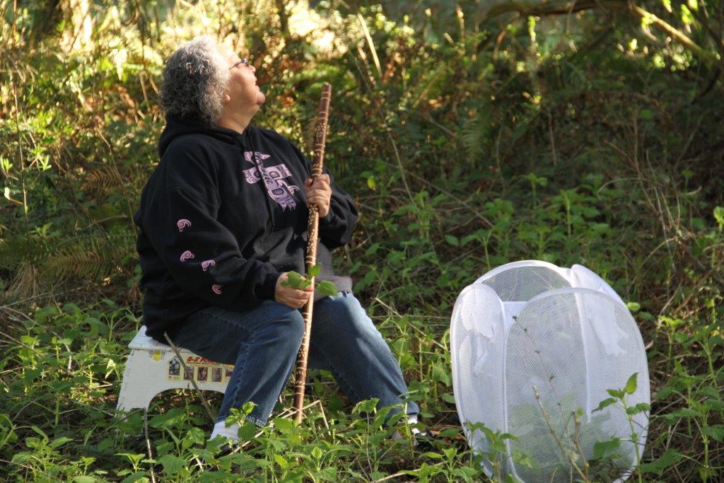 Tulalip Tribes harvest highly nutritious stinging nettles - Northwest ...