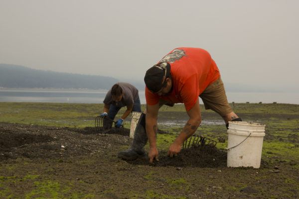 Skokomish Tribe Removes Invasive Varnish Clams, Restores Shellfish Beds ...